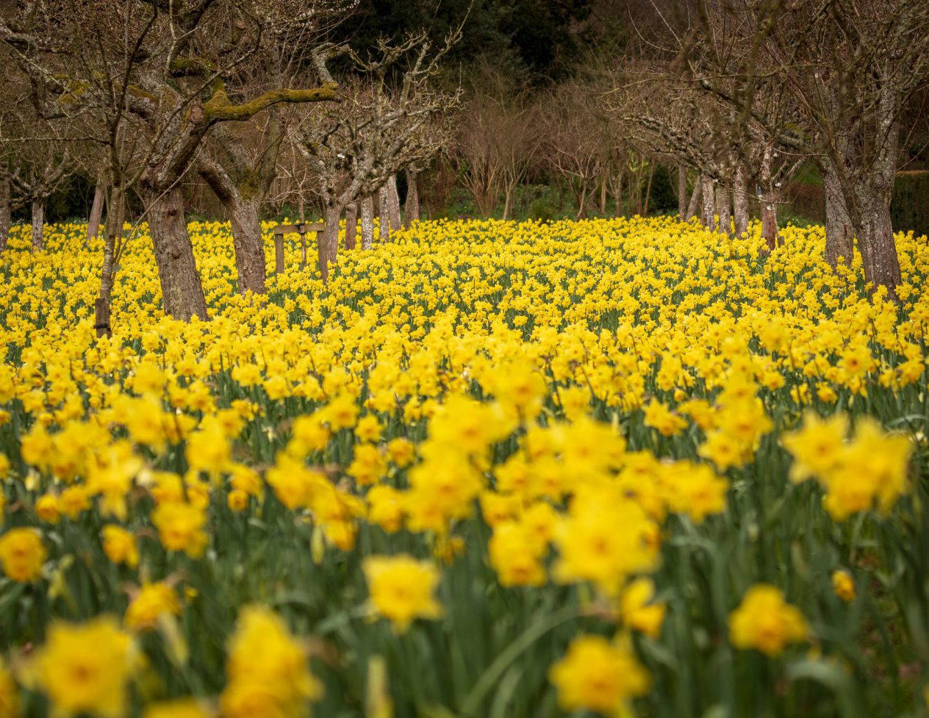 Dazzling Daffodils | Rococo Garden, Painswick Glos